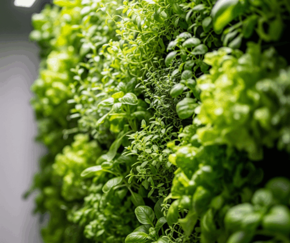 Transform Spaces with Edible Walls | Urban Planters