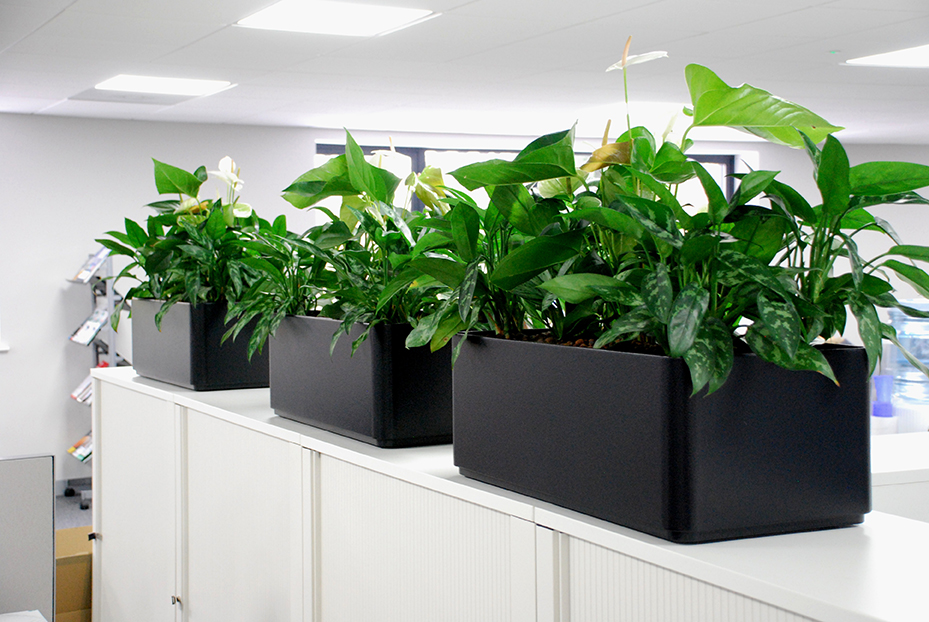 Wide Range of Commercial Plant Displays | Urban Planters