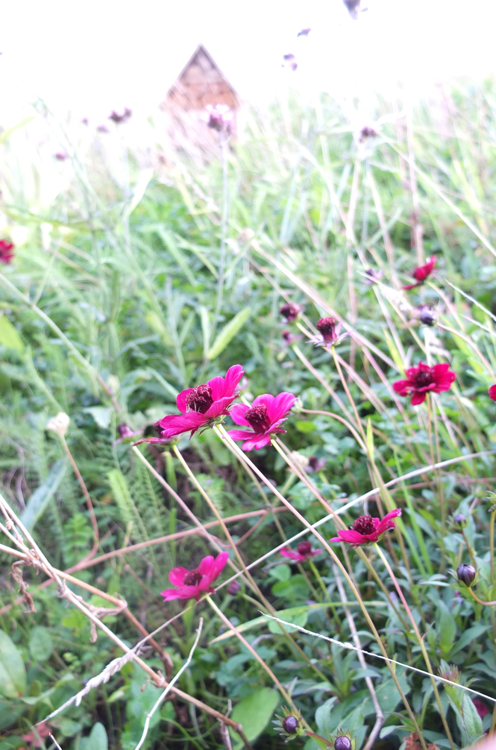 A plant a day: Why doctors in Manchester are prescribing plants over ...