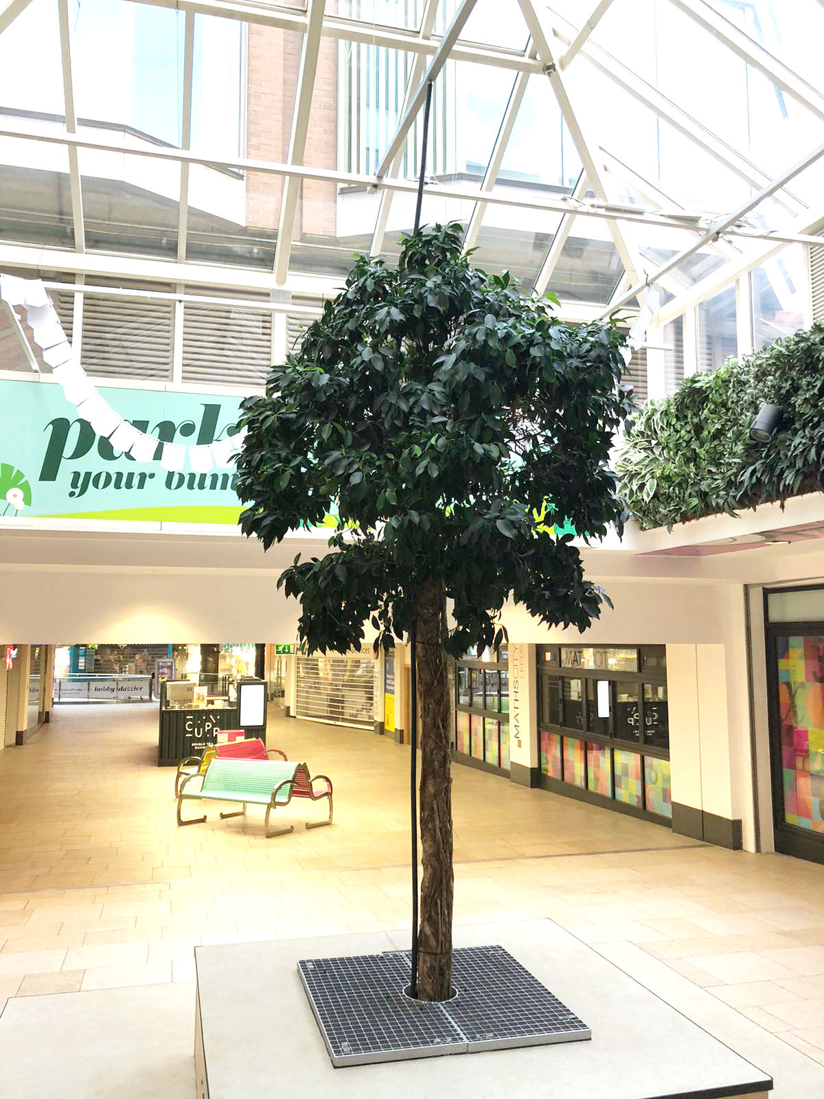 Leeds Bradford Ficus Tree Project | Urban Planters